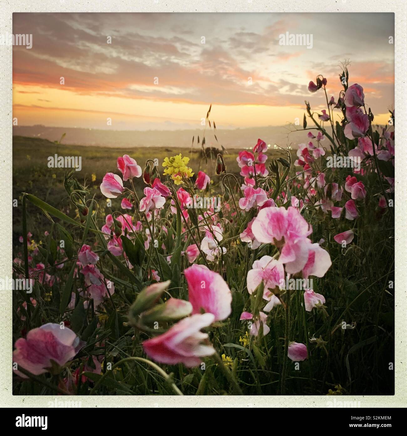 Beautiful pink wildflowers hi-res stock photography and images - Alamy