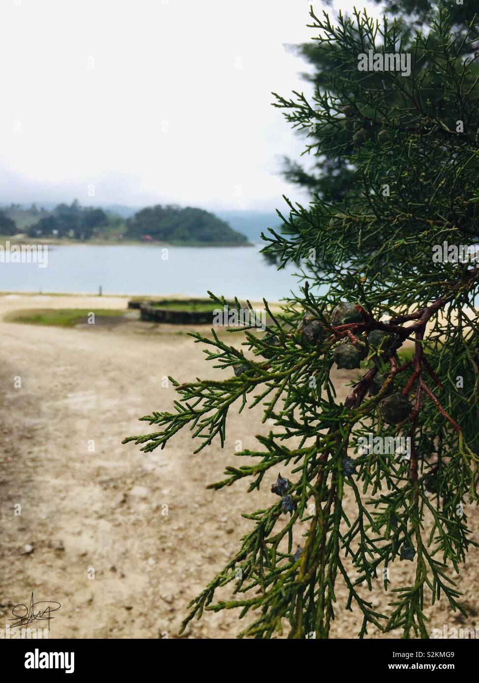 Arbol ciprés hi-res stock photography and images - Alamy