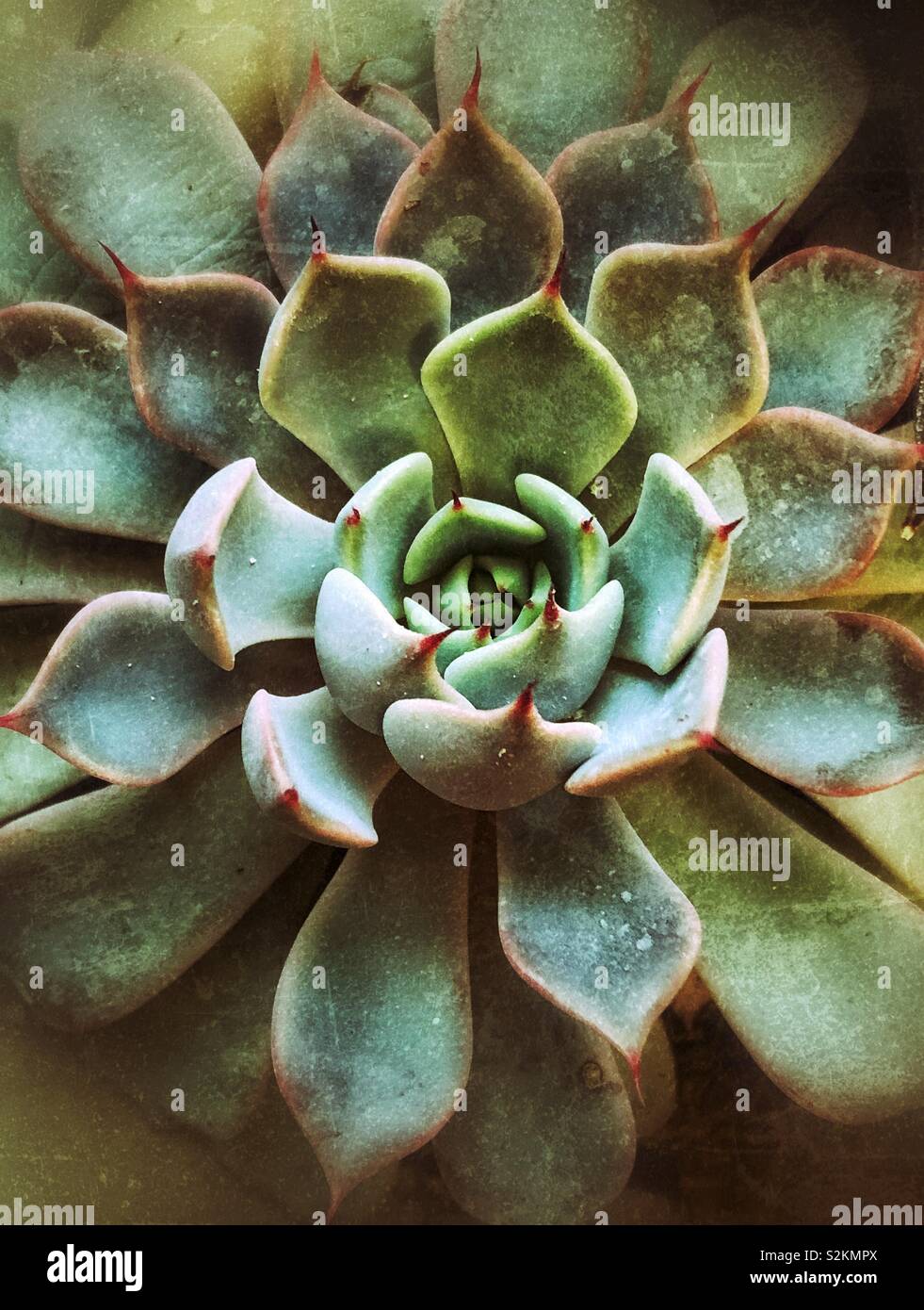 Green succulent texture hi-res stock photography and images - Alamy
