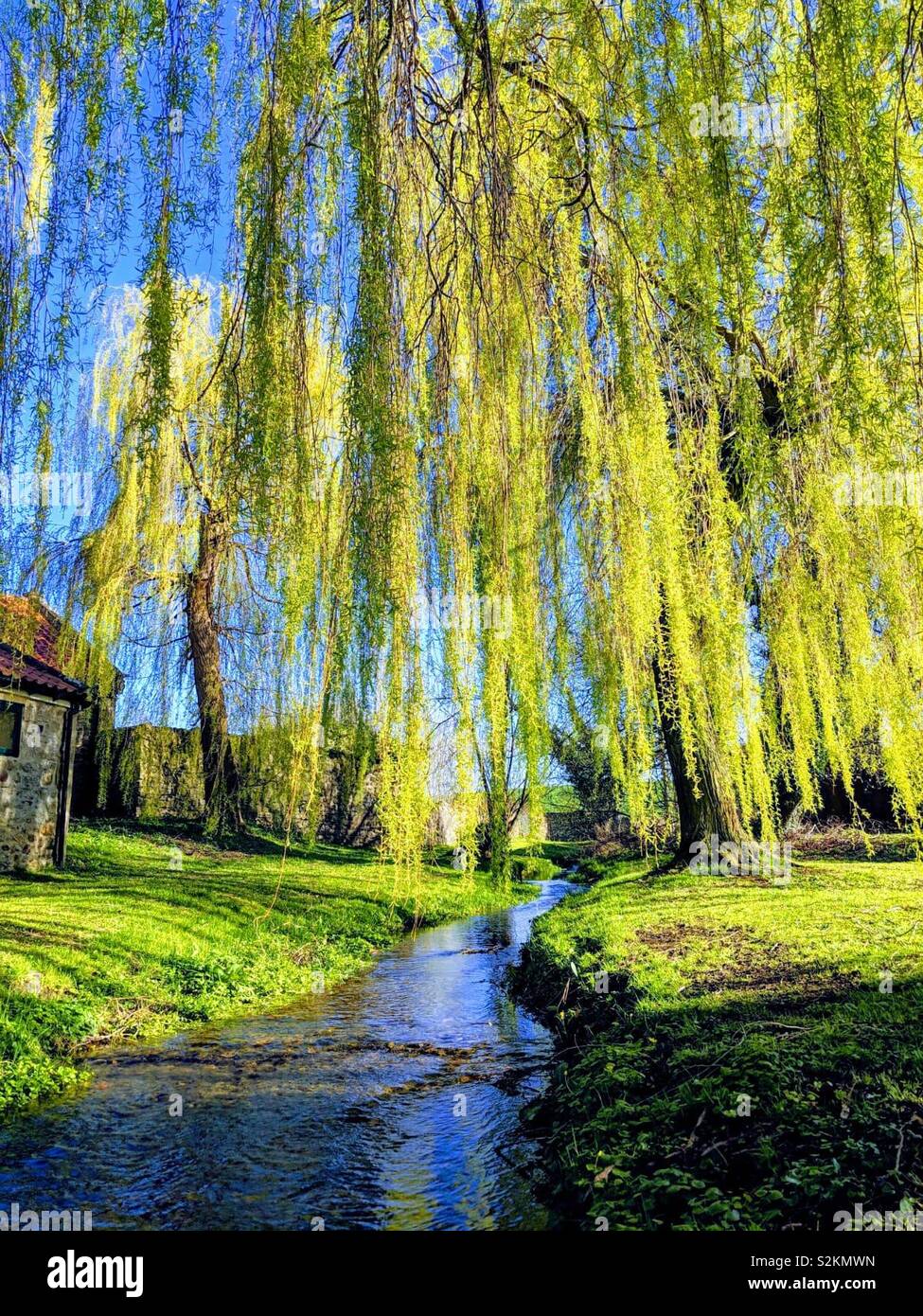 Weeping willow trees sweeping the top of a village stream Stock Photo ...