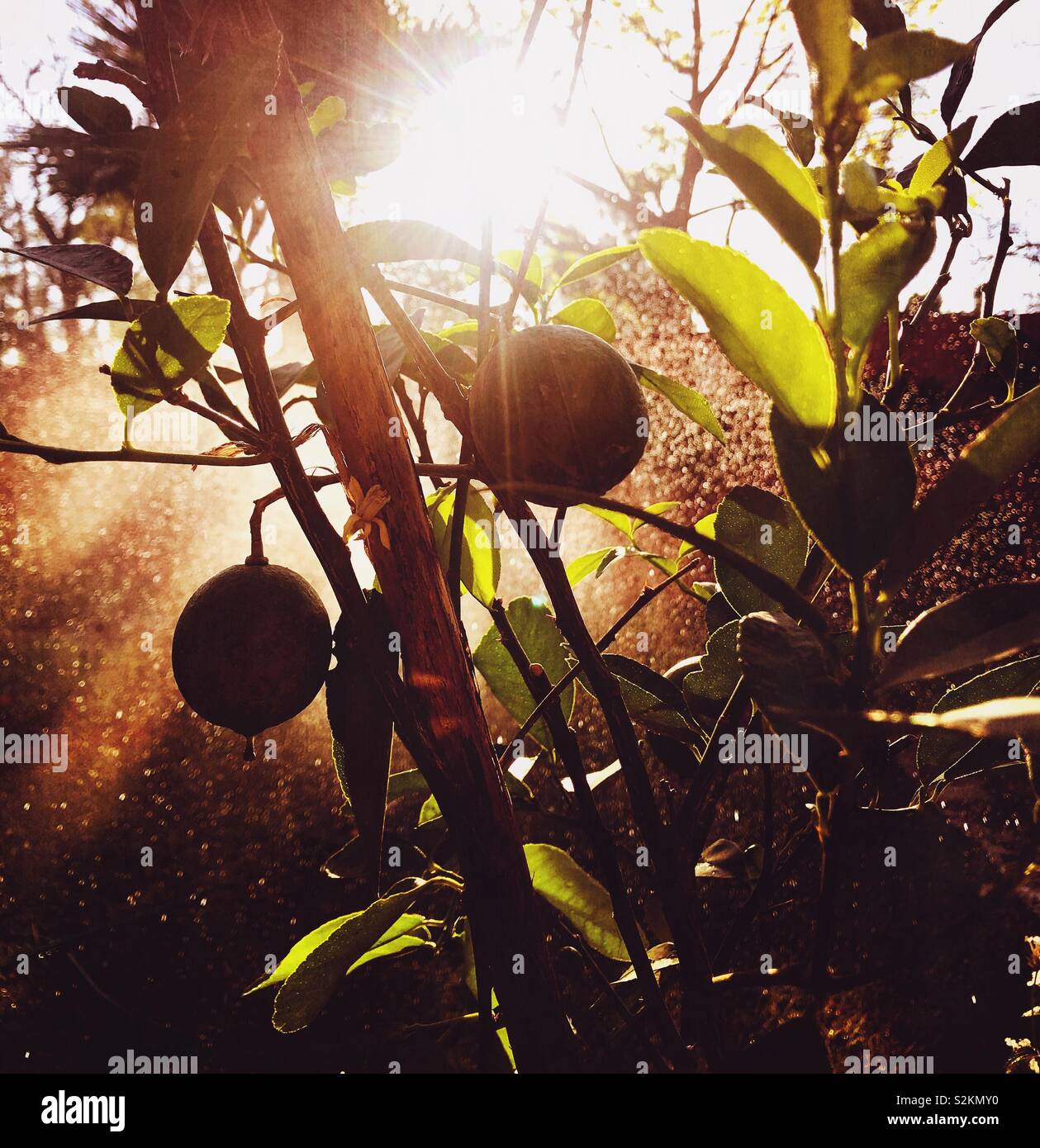 Lemons grow on a young lemon tree backlit by the late afternoon sun ...