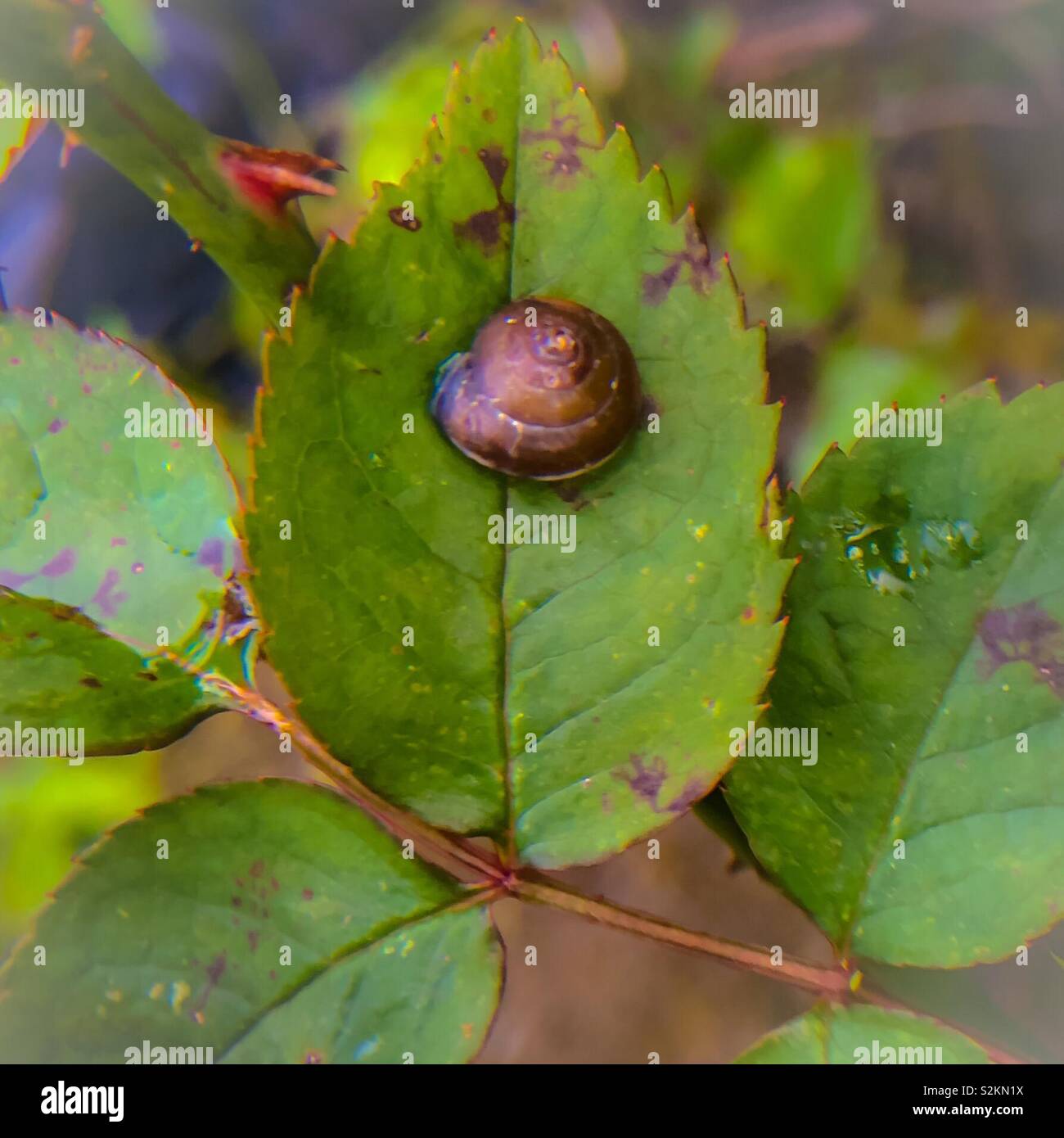 Hidden snail hi-res stock photography and images - Alamy