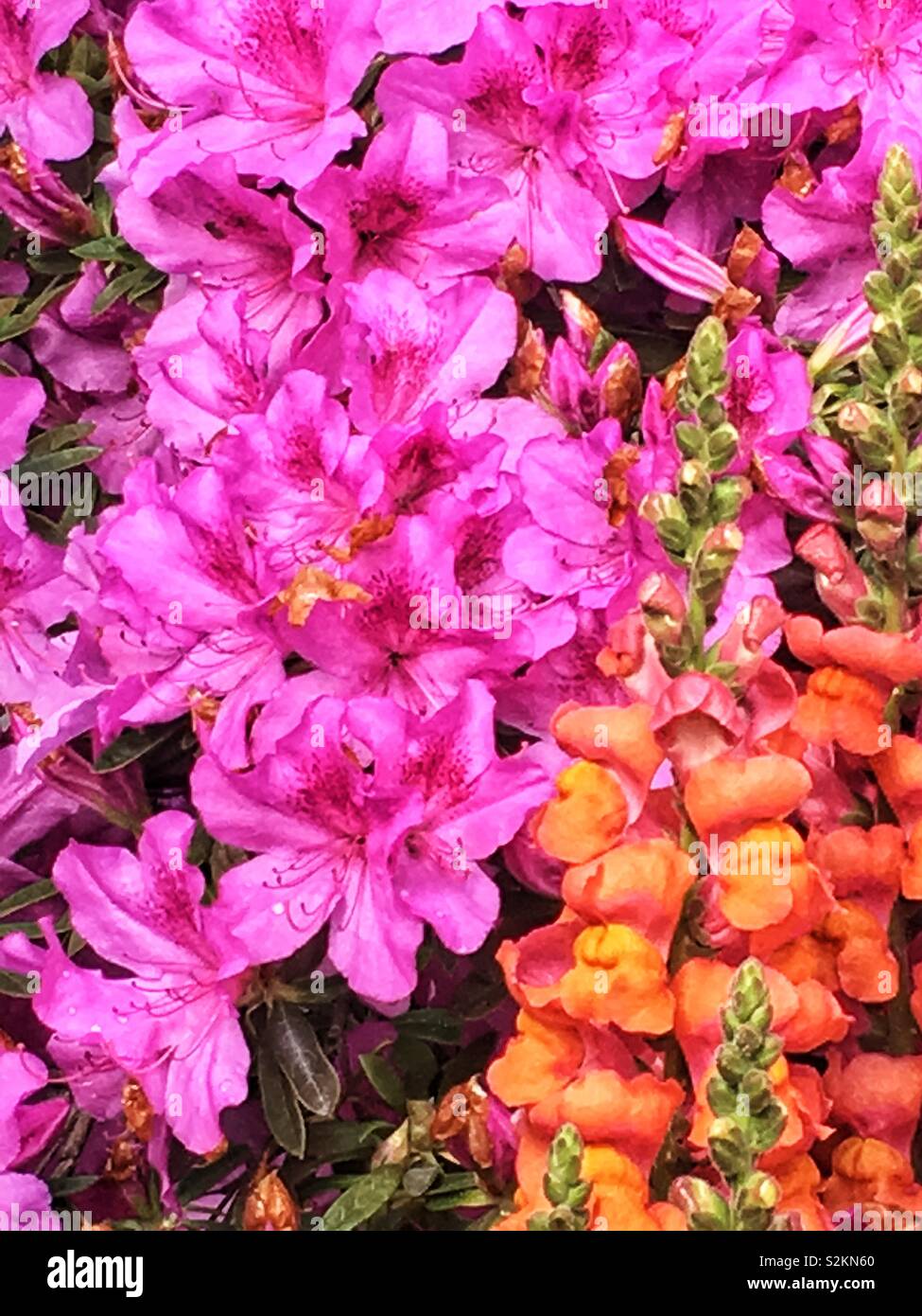 Orange azaleas hi-res stock photography and images - Alamy