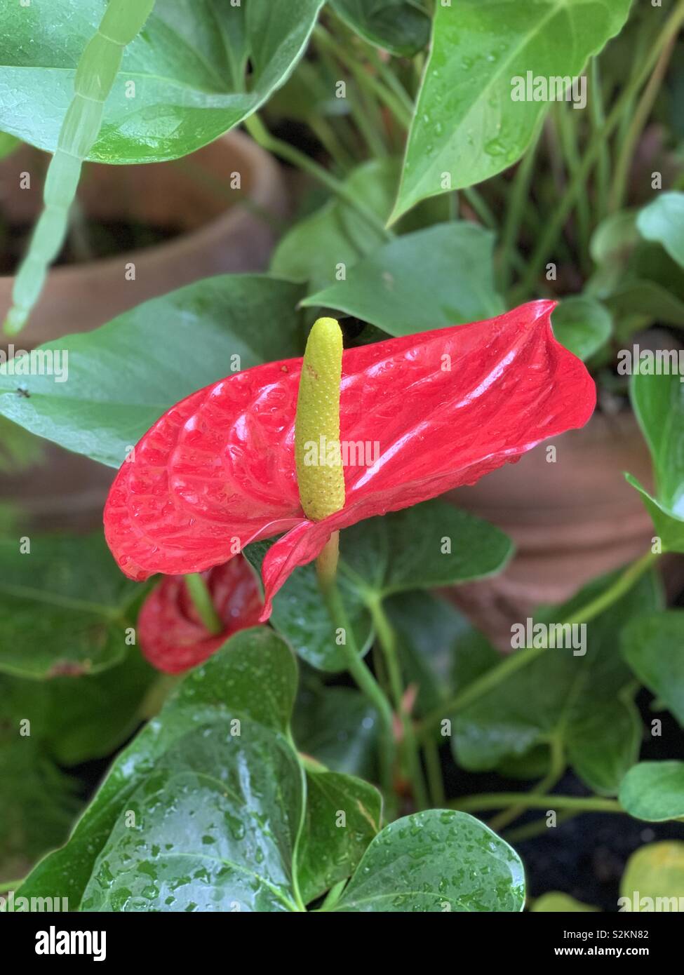Anthurium Plant High Resolution Stock Photography and Images - Alamy