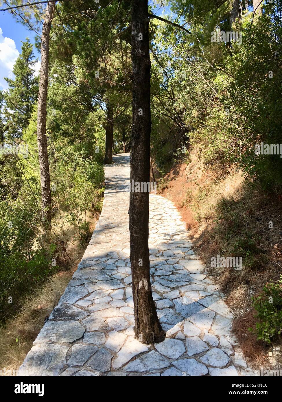 Tree in the middle of pathway Stock Photo - Alamy