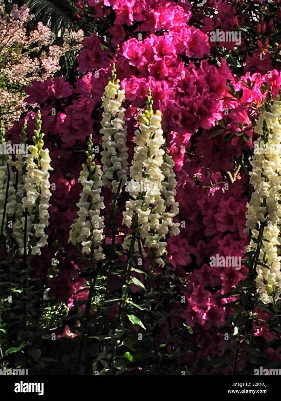 Towers of white stock flowers set against a background of hot pink ...