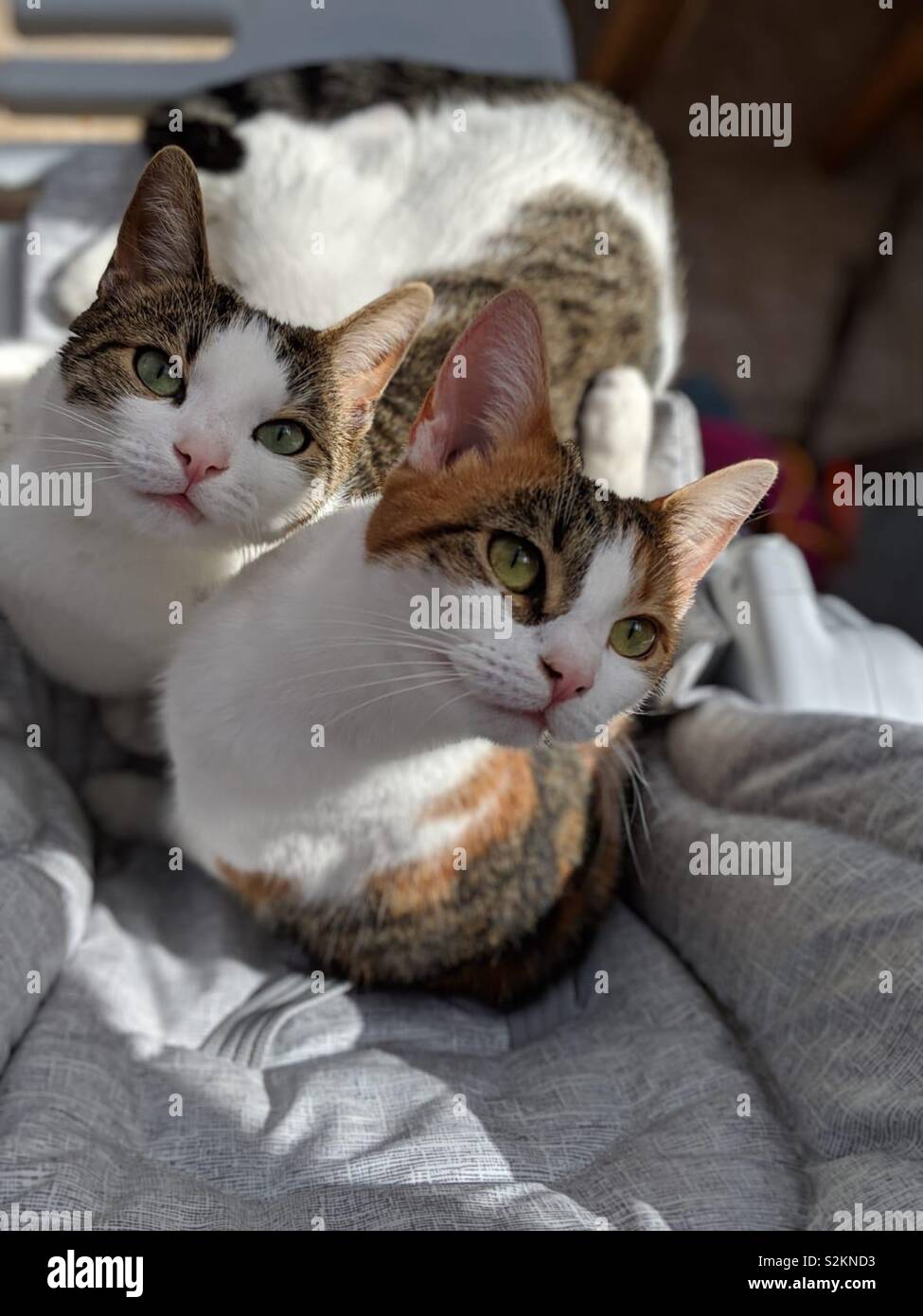 Twin cats hi-res stock photography and images - Alamy
