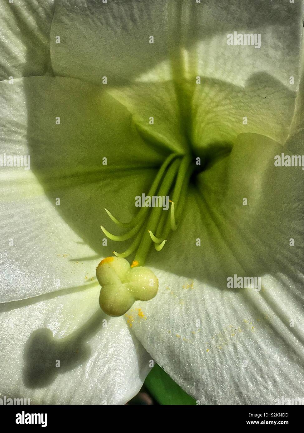 True lily hi-res stock photography and images - Alamy