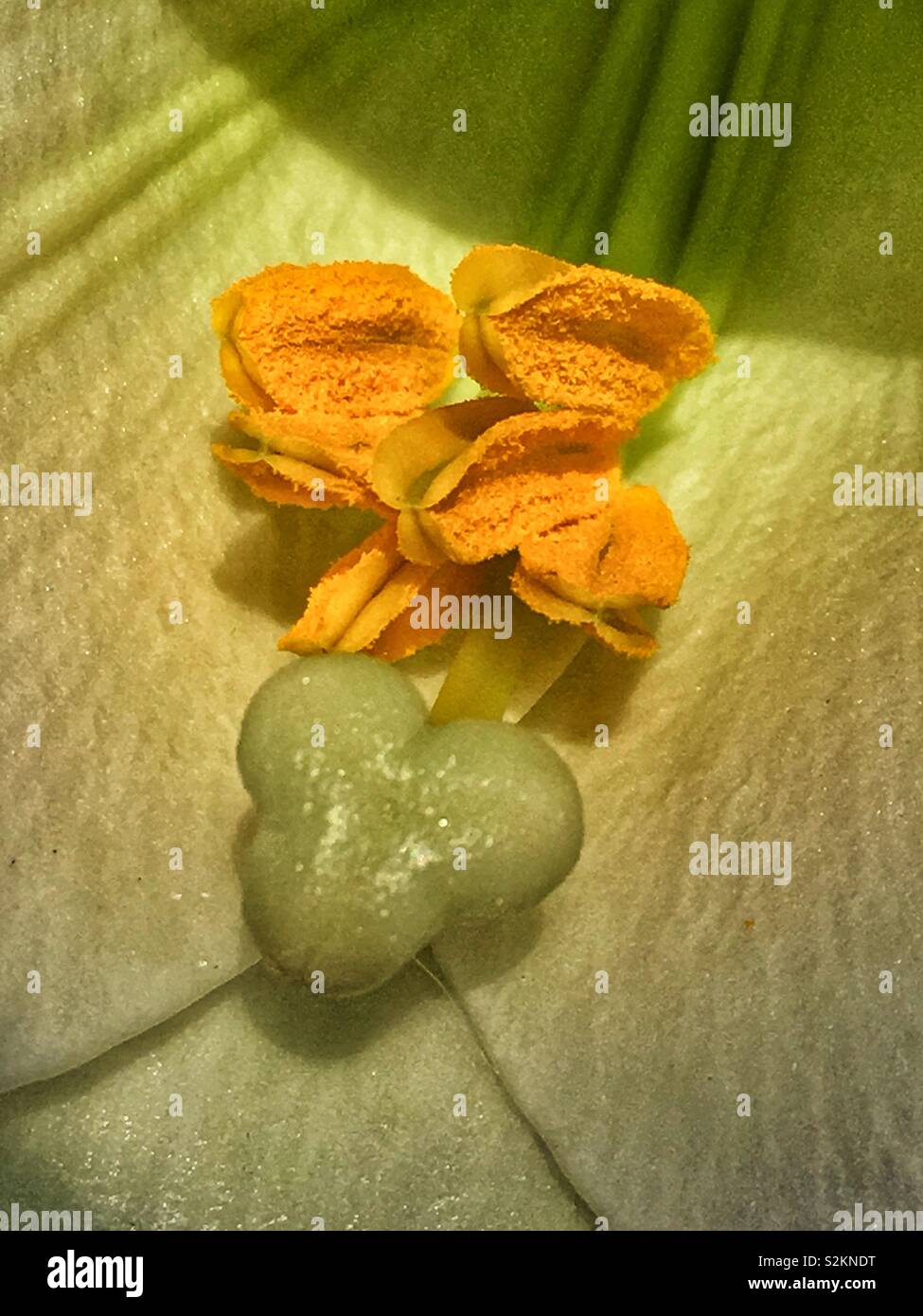 Full frame closeup of a true white lily Stock Photo - Alamy