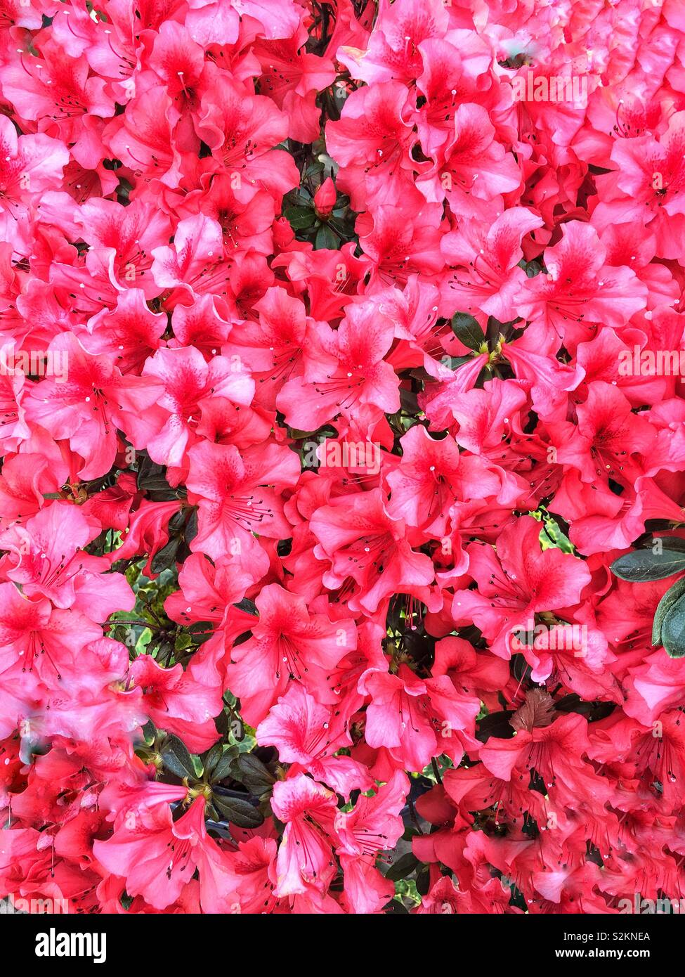 Lots of azaleas hi-res stock photography and images - Alamy