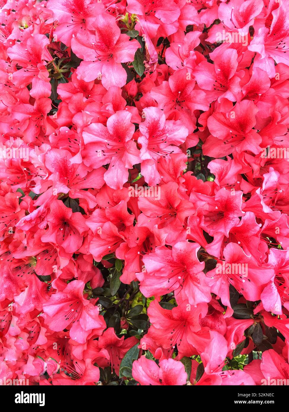 Full frame of perfect hot pink azaleas in full bloom Stock Photo - Alamy