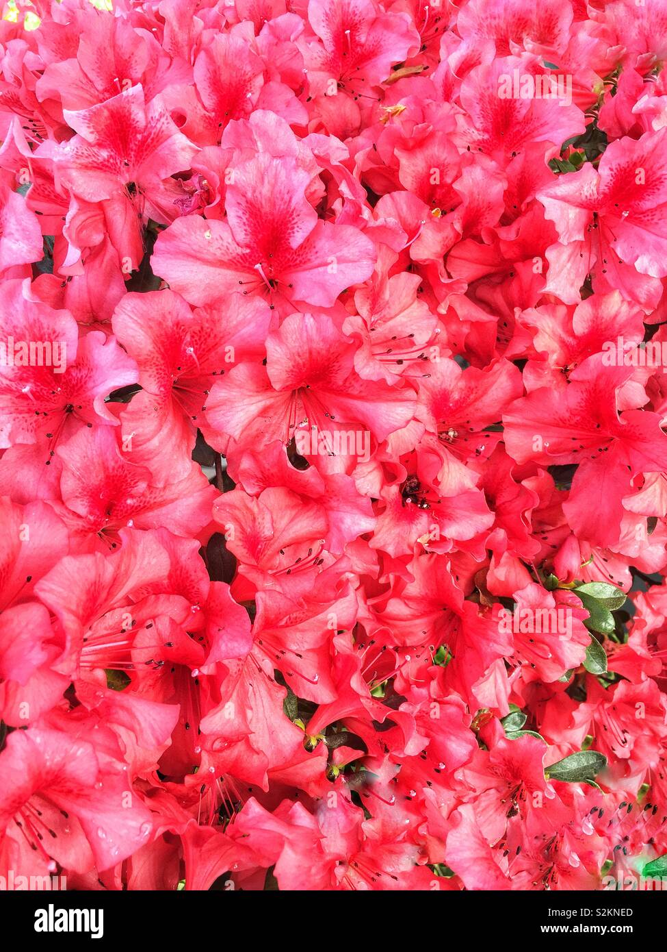 Full of blooms hi-res stock photography and images - Alamy