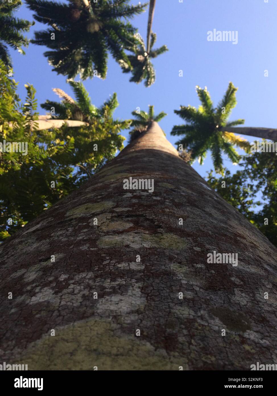 Imperial palm hi-res stock photography and images - Alamy