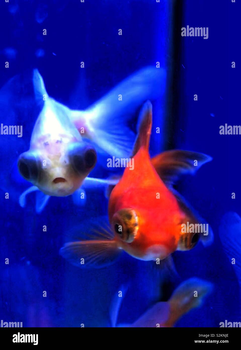 Telescope fish hi-res stock photography and images - Alamy