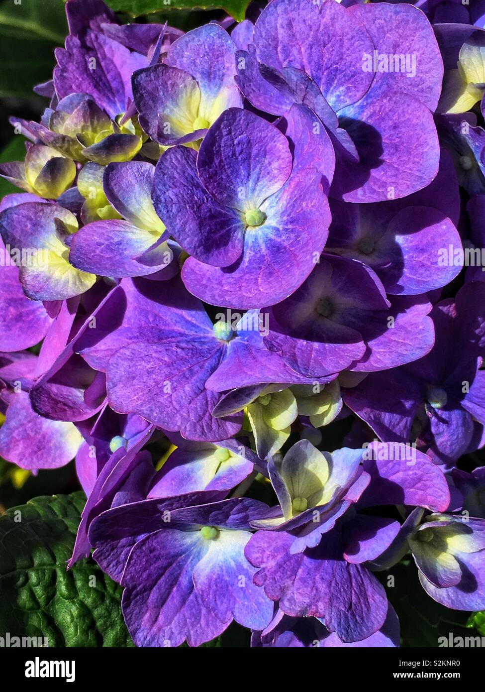 Fresh purple hydrangeas in full bloom Stock Photo - Alamy