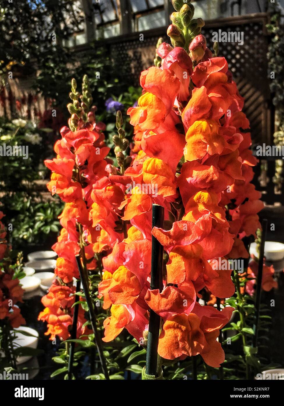 Hot orange hi-res stock photography and images - Alamy