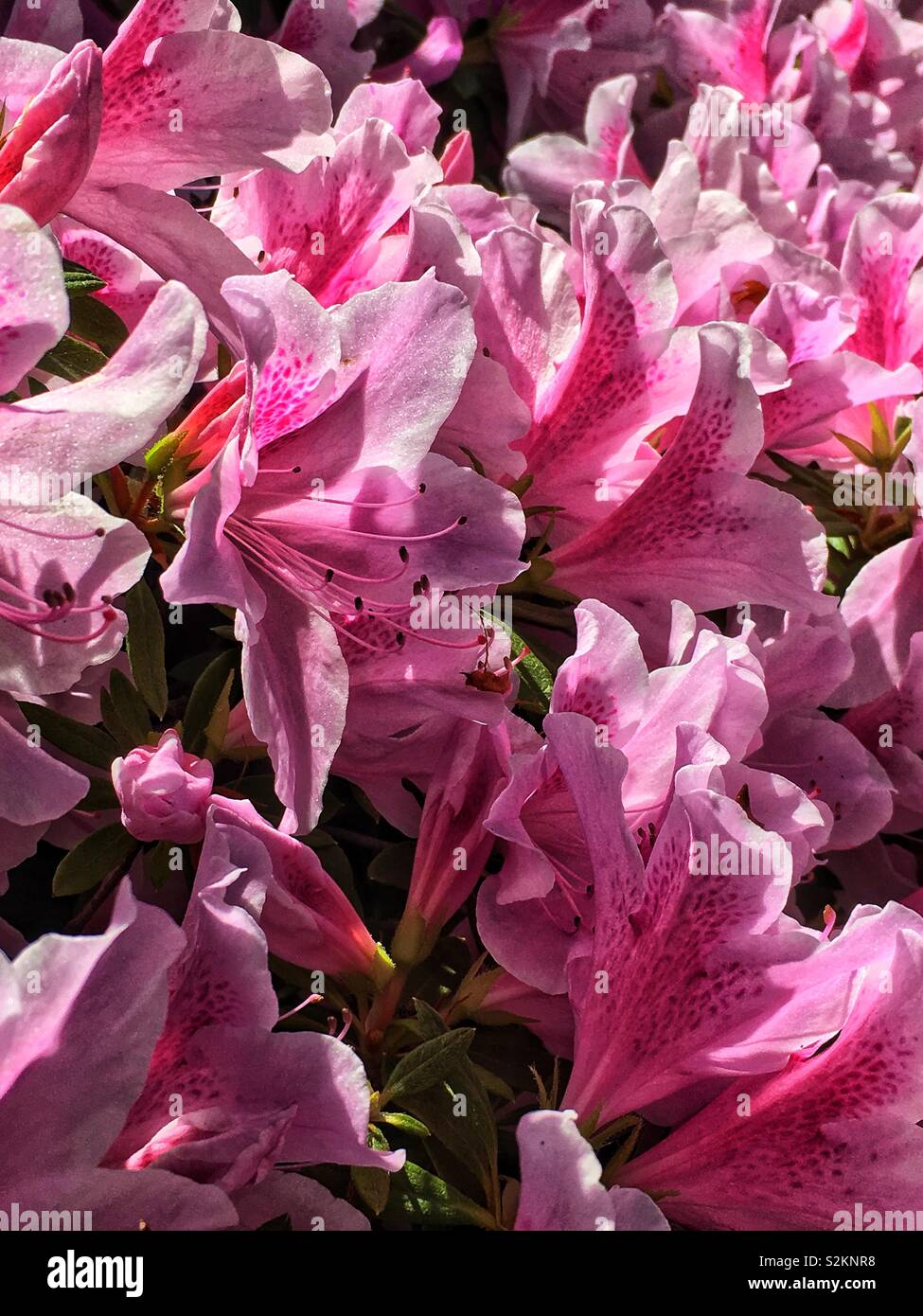 Many pink azaleas in full bloom Stock Photo - Alamy