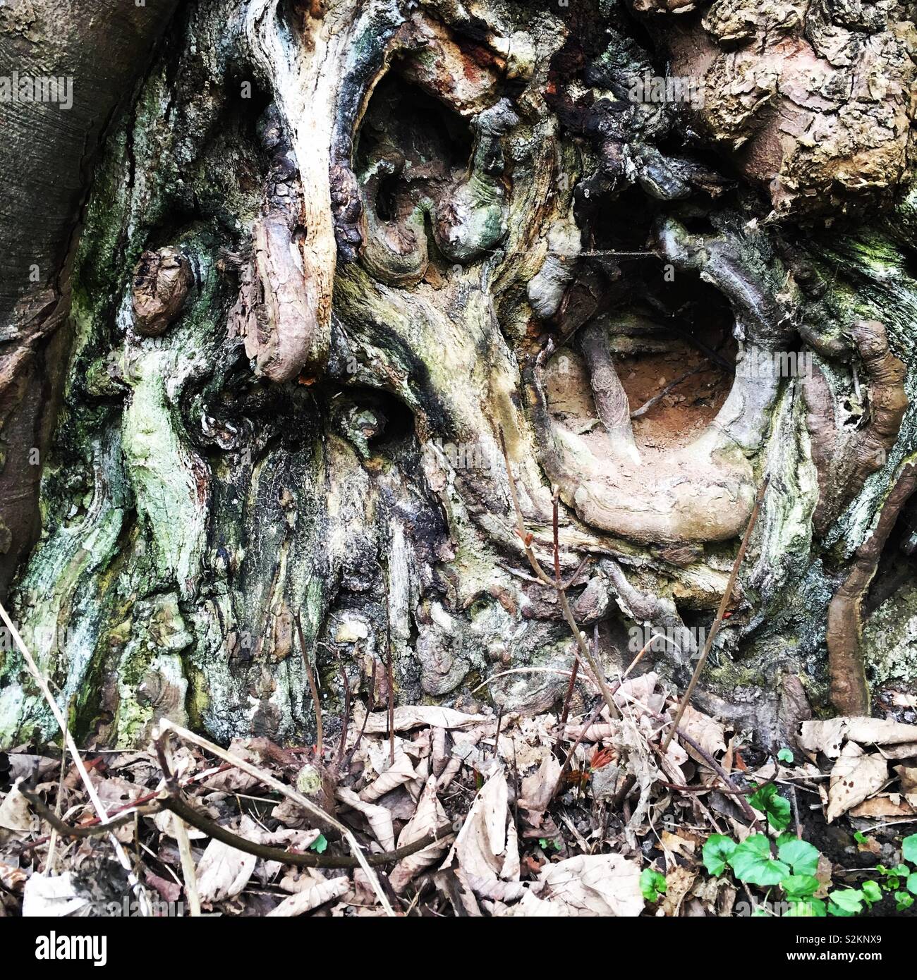 Scary tree face hi-res stock photography and images - Alamy