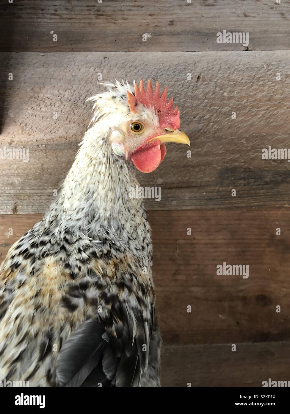 Young rooster hi-res stock photography and images - Alamy