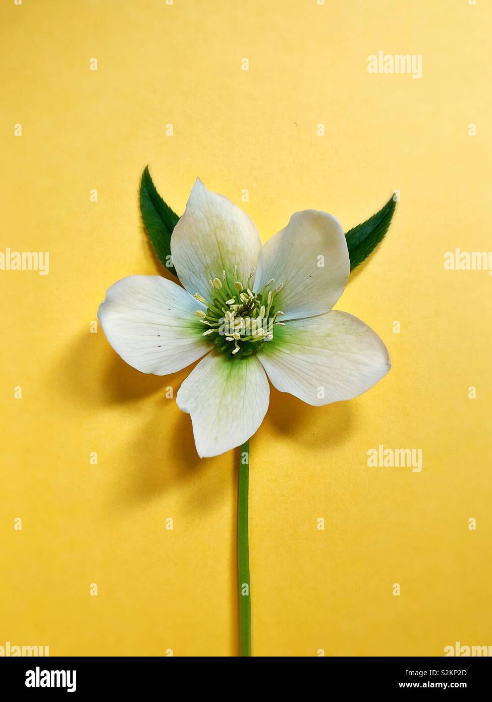 White hellebores hi-res stock photography and images - Alamy