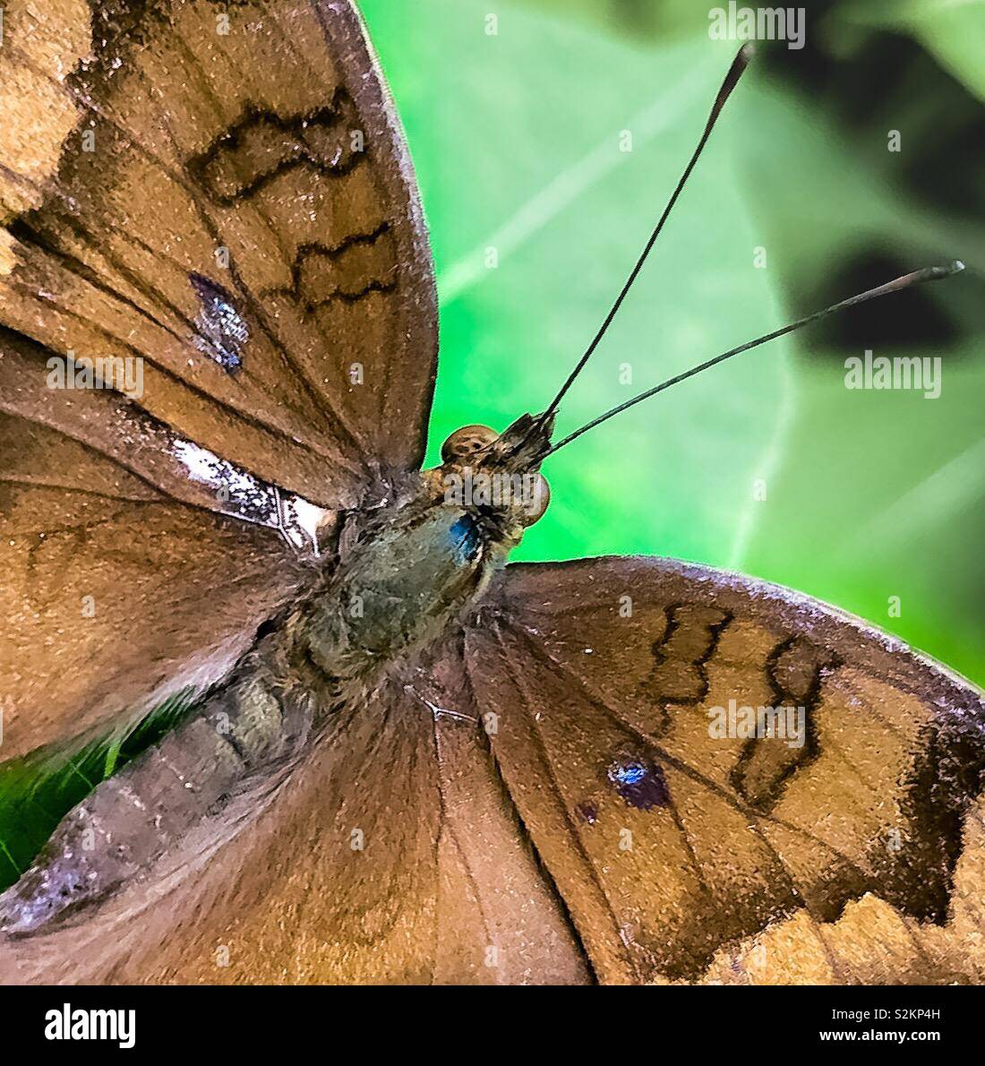 Keeping a close eye Stock Photo - Alamy