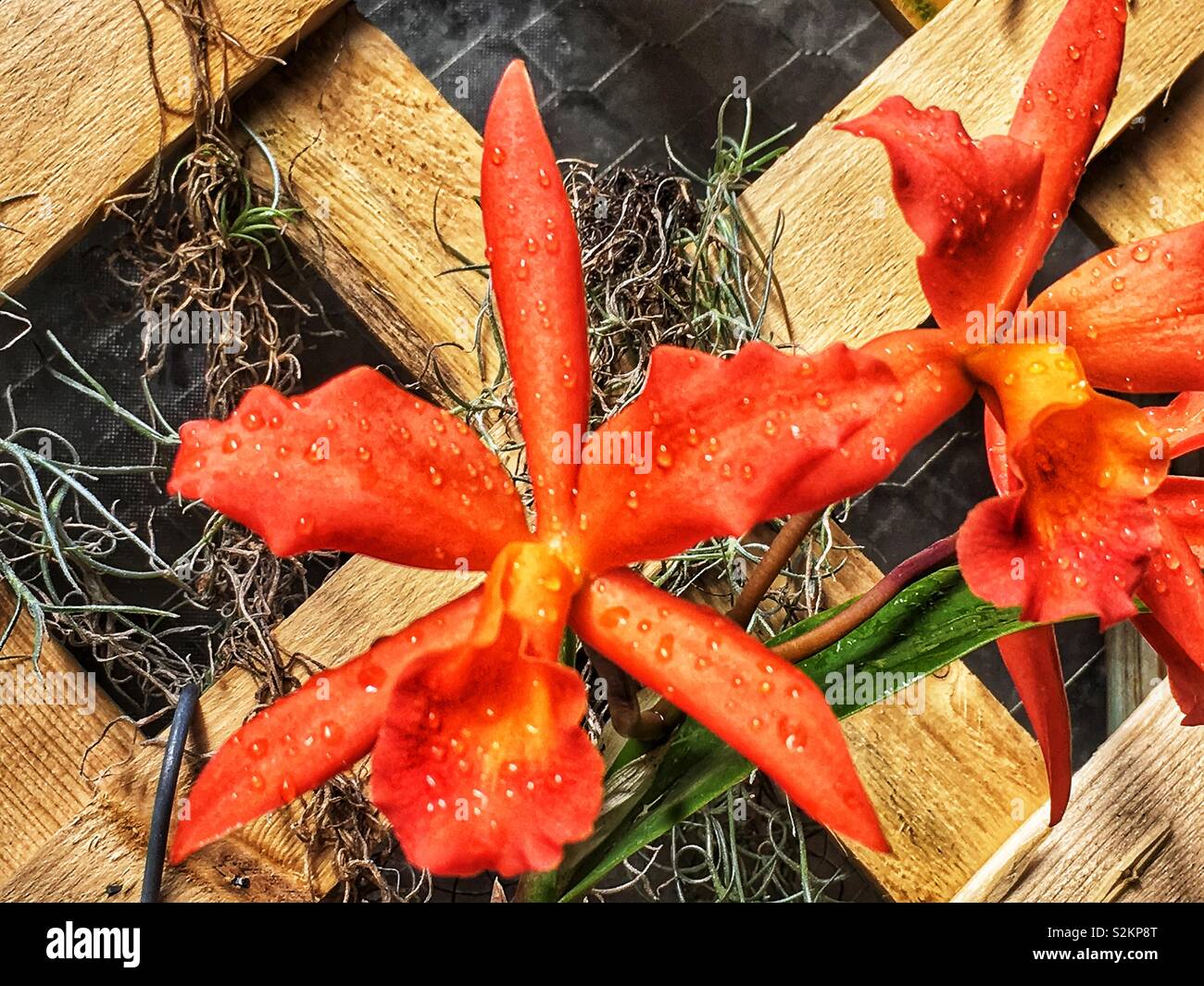 Full bloom orchid hi-res stock photography and images - Alamy