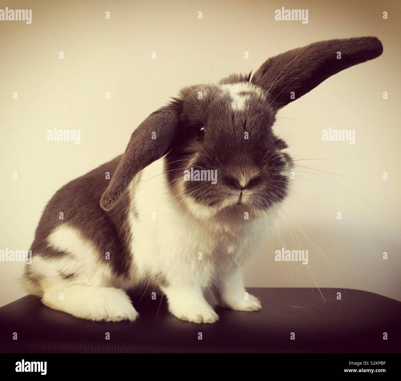 Rabbit Pose High Resolution Stock Photography and Images - Alamy