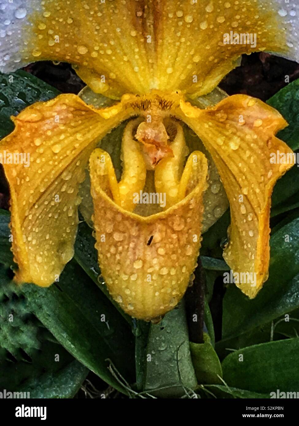 Very rare perfect yellow bulldog orchid in full bloom growing in the ...