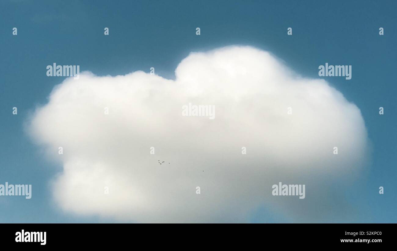A small flock of birds flying amidst the giant fluffy cloud against a ...