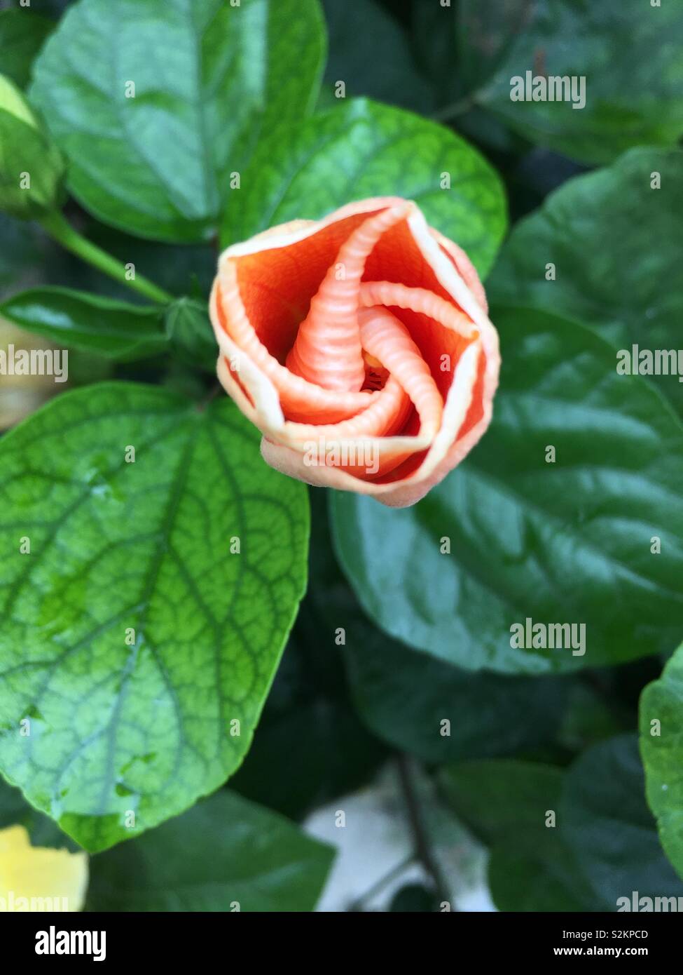 China Rose Flower High Resolution Stock Photography and Images - Alamy