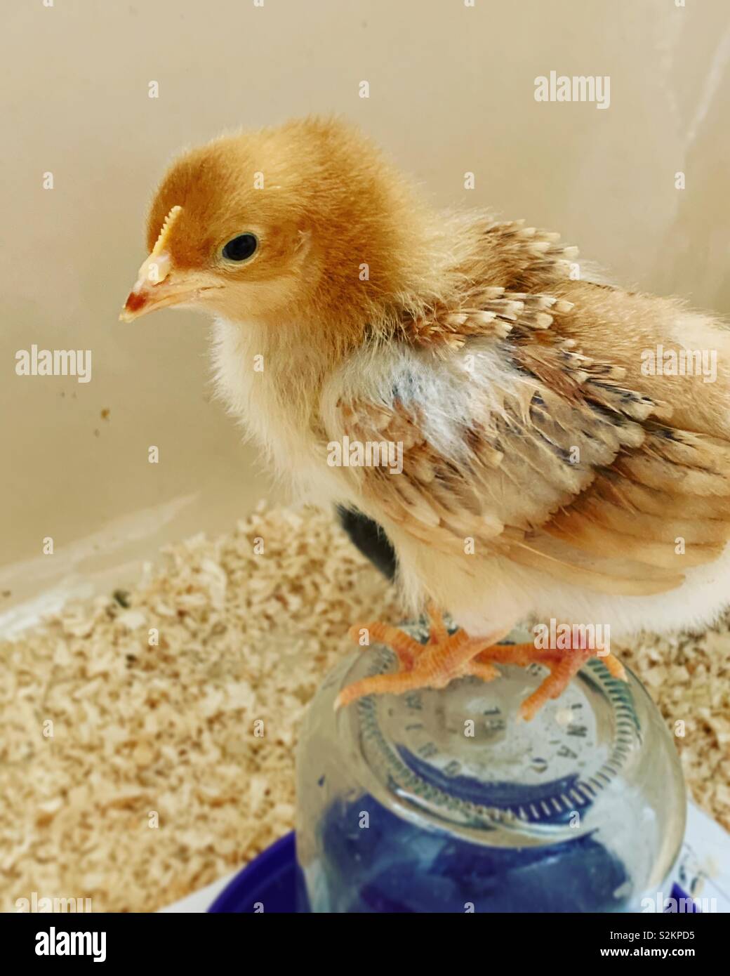 Baby chick in brooder Stock Photo - Alamy