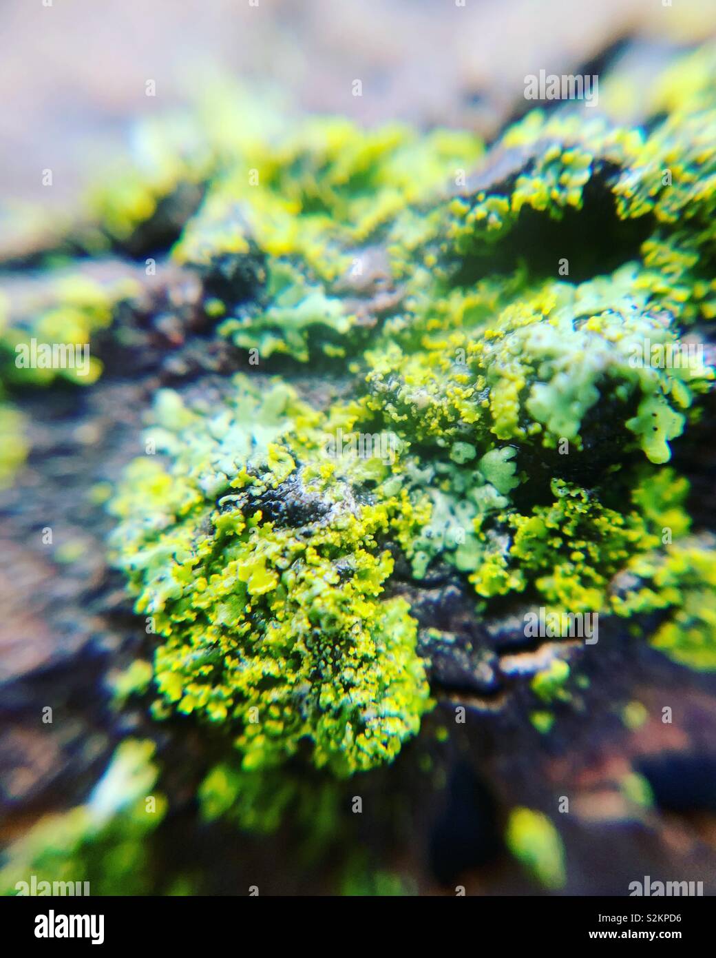 Green lichen growing on a stick up close Stock Photo - Alamy