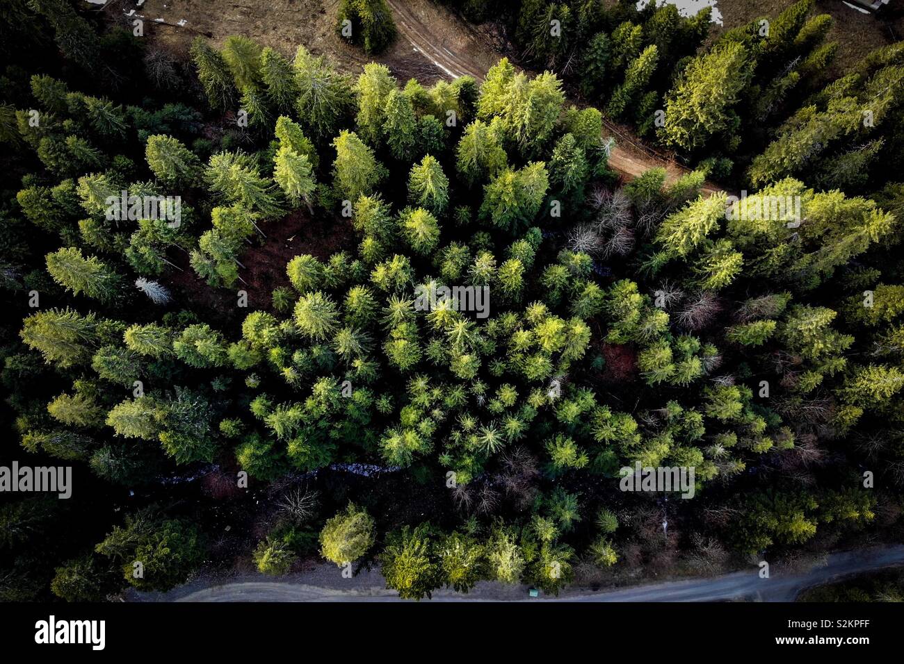 Trees from top Stock Photo - Alamy