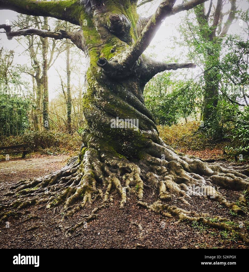 Shot of a twisty tree trunk Stock Photo - Alamy