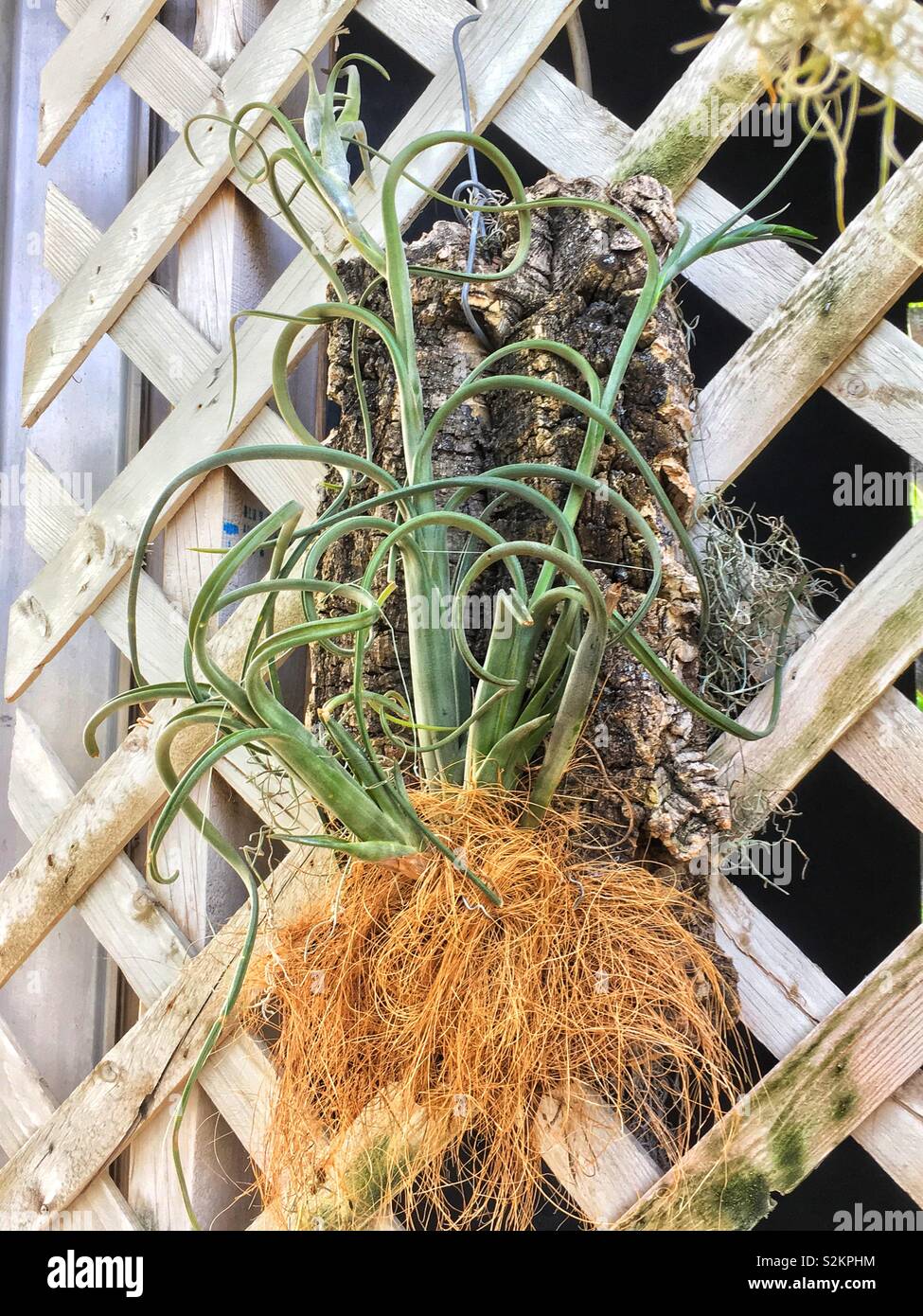 Epiphyte plant hi-res stock photography and images - Alamy
