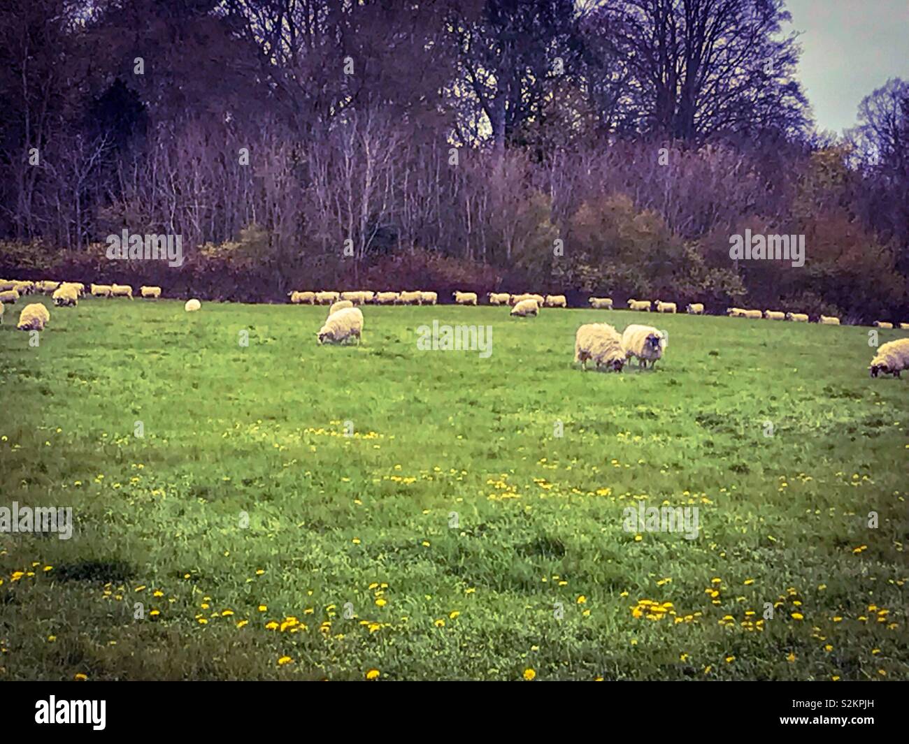 Line of sheep Stock Photo - Alamy