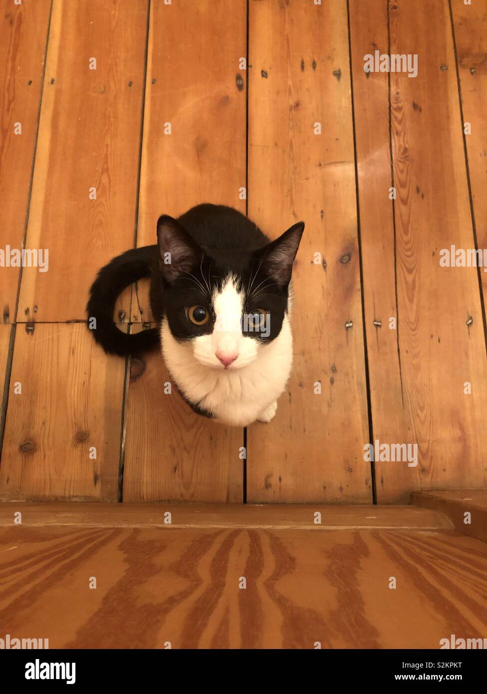 Animal boards hi-res stock photography and images - Alamy