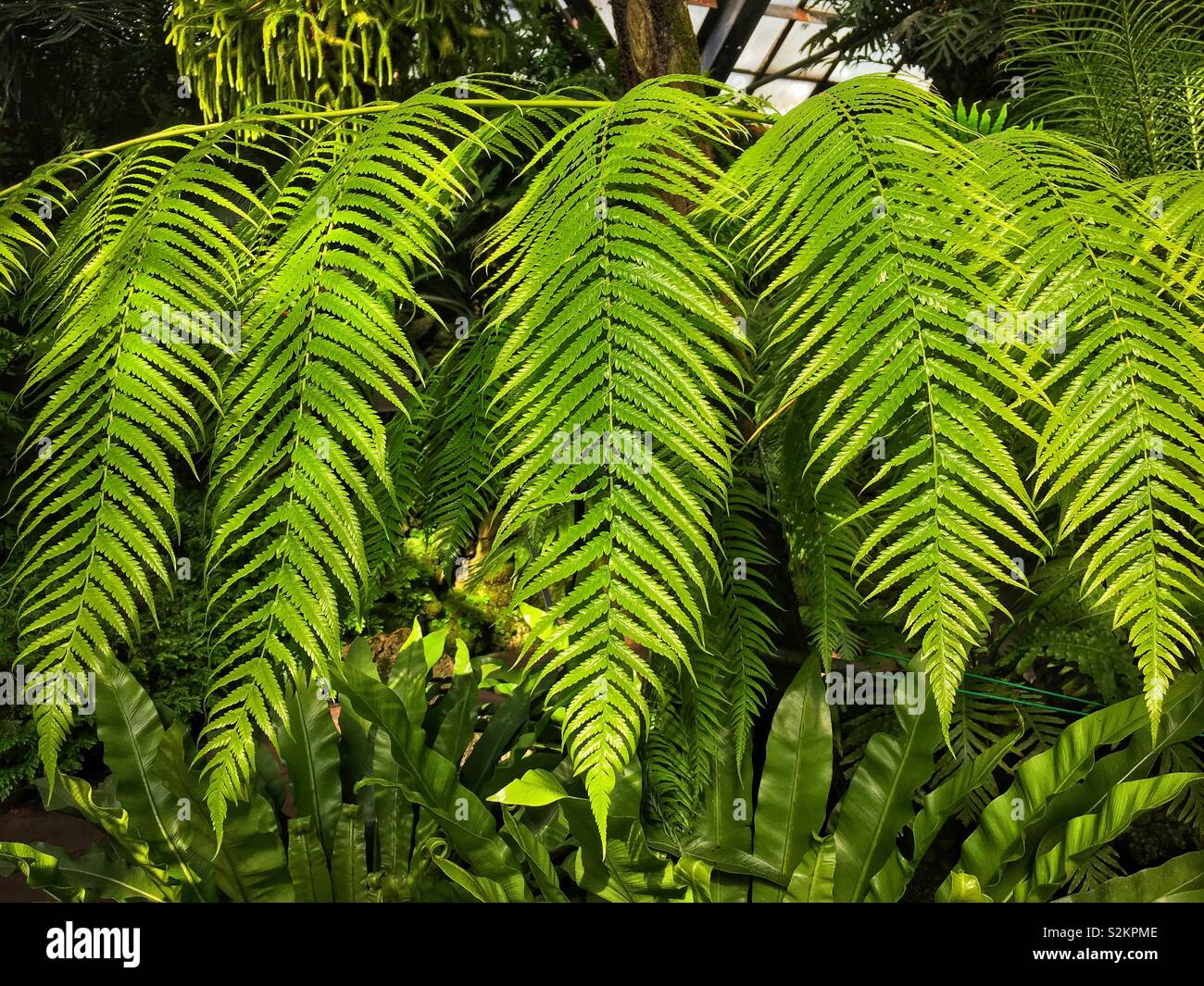 Dioon hi-res stock photography and images - Alamy