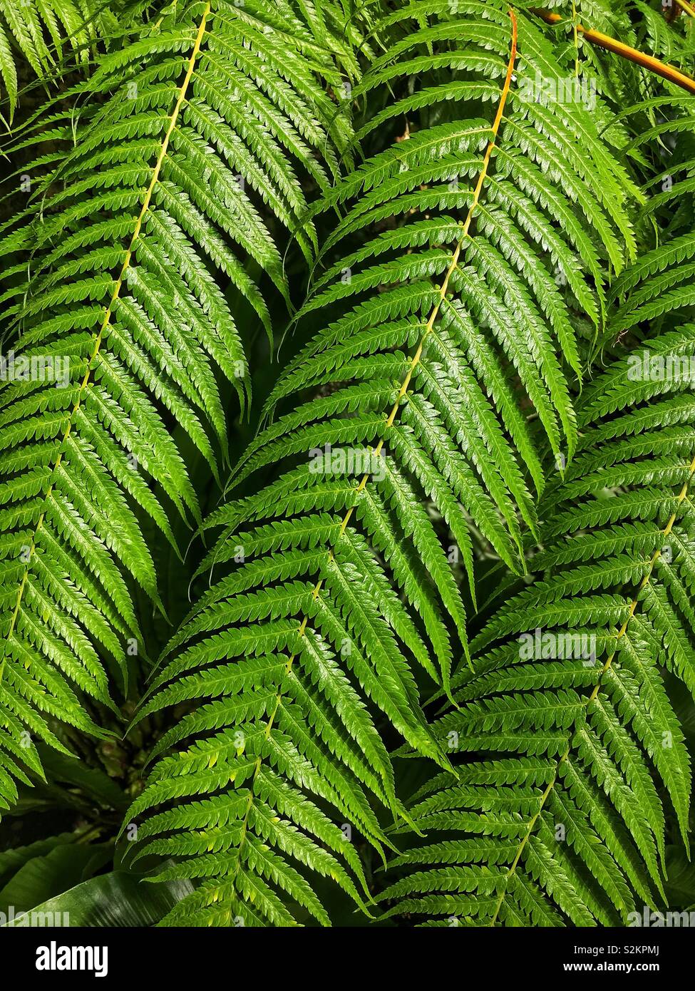 Dioon hi-res stock photography and images - Alamy