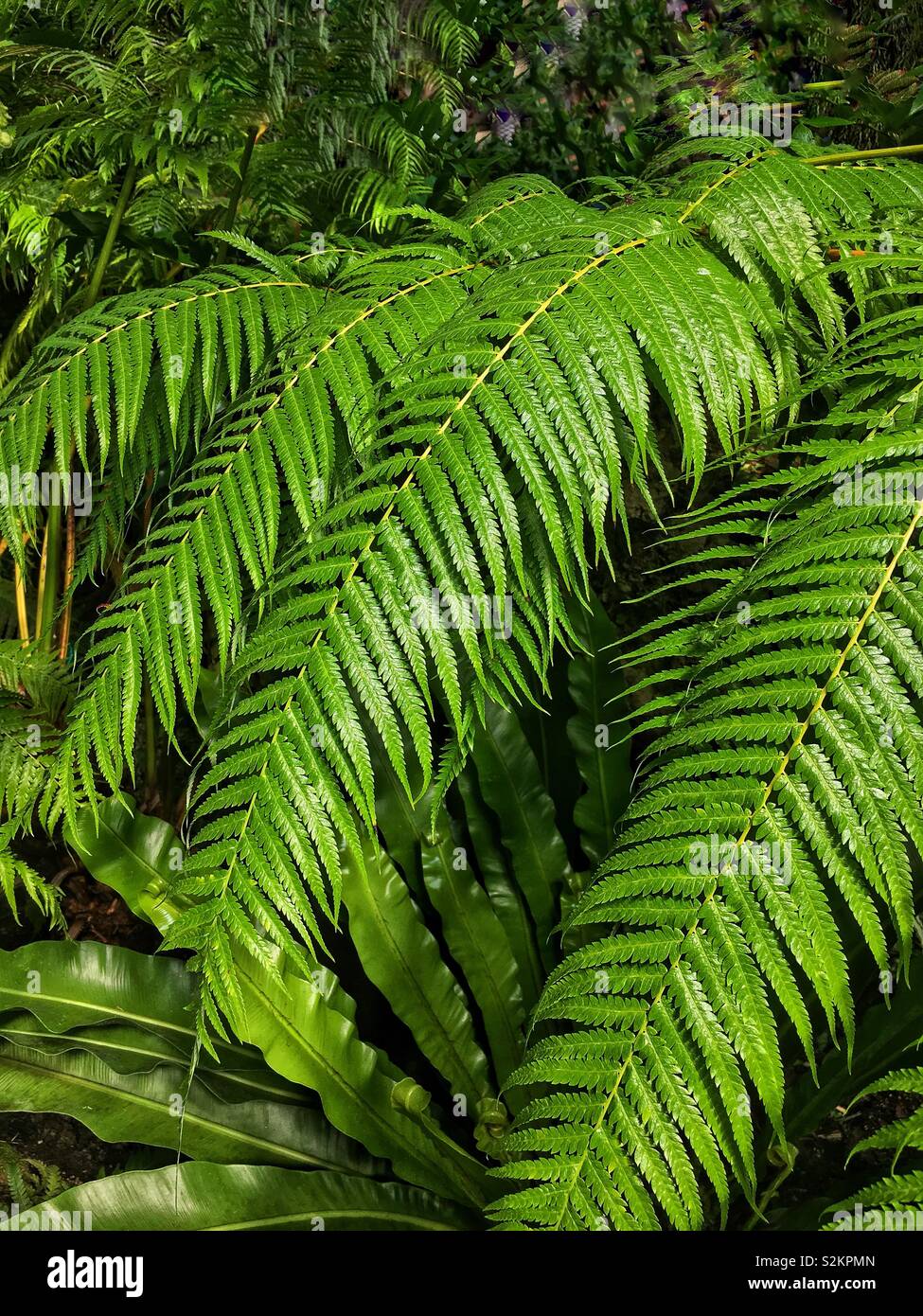 Full frame of fresh green Dioon spinulosum, giant dioon, and gum palm ...
