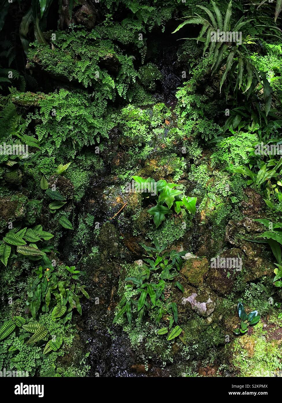 Full frame of a variety of fresh moss and ivy covering a wall Stock ...