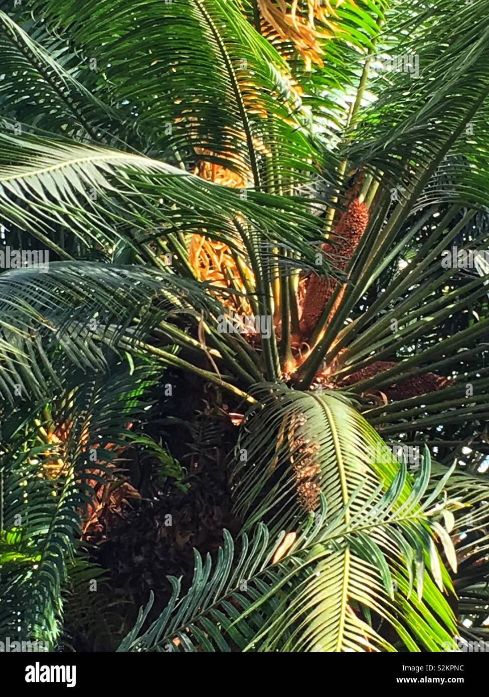 Full frame of fresh green Dioon spinulosum, giant dioon, and gum palm ...