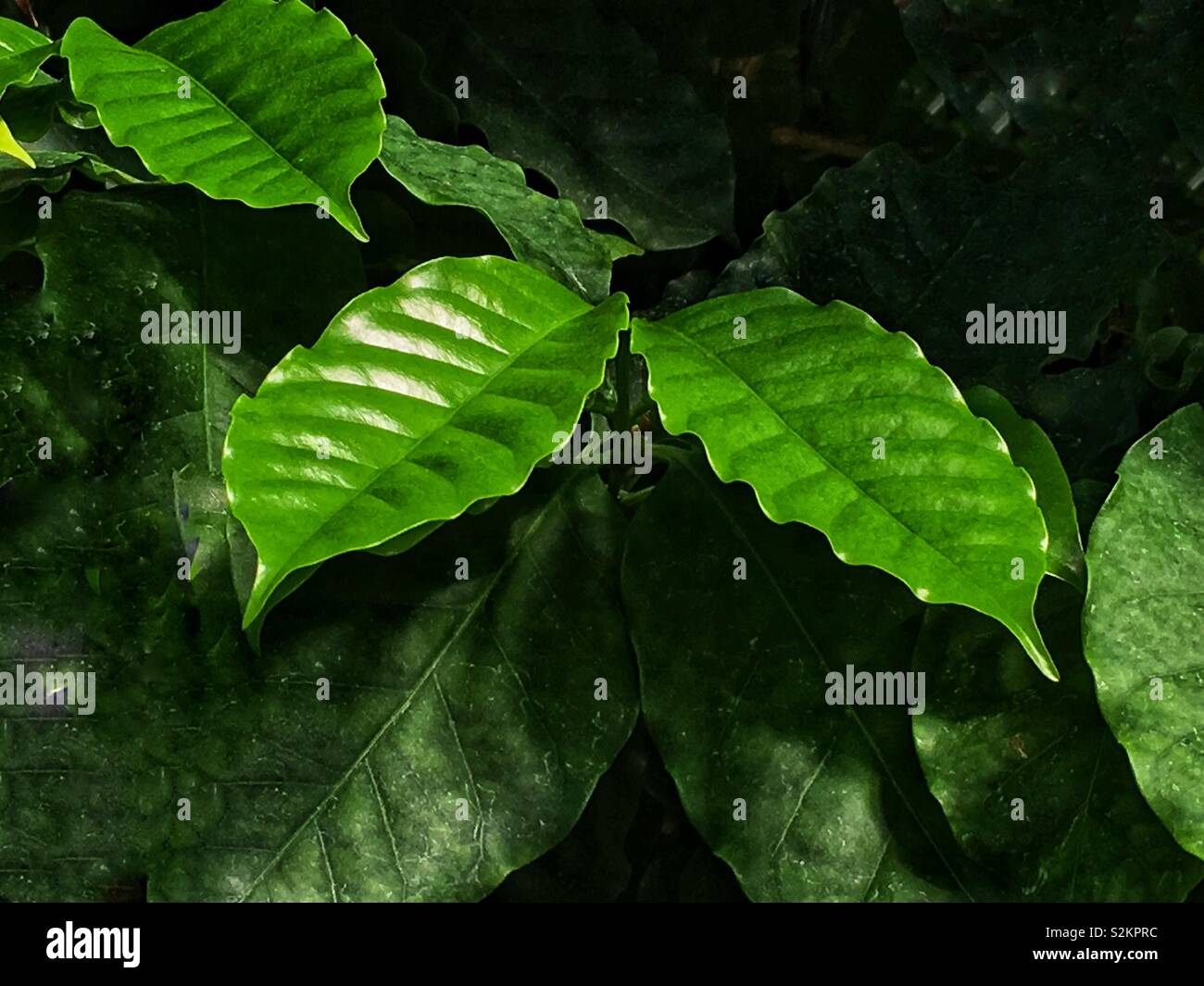 Fresh green growing coffee coffea arabica leaves on the branch Stock ...