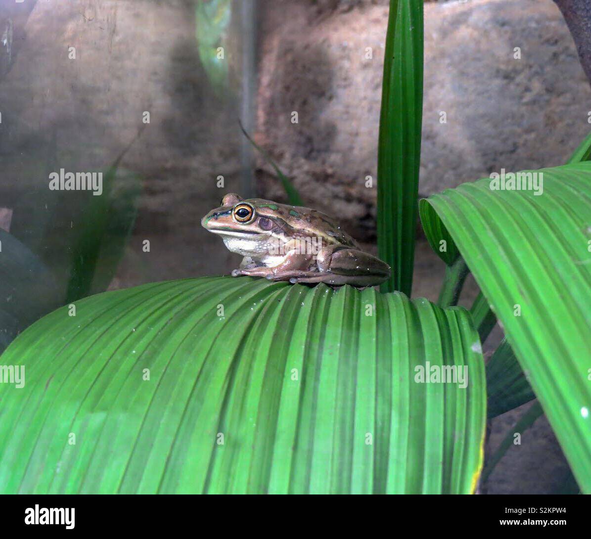 Frog on a leaf Stock Photo - Alamy