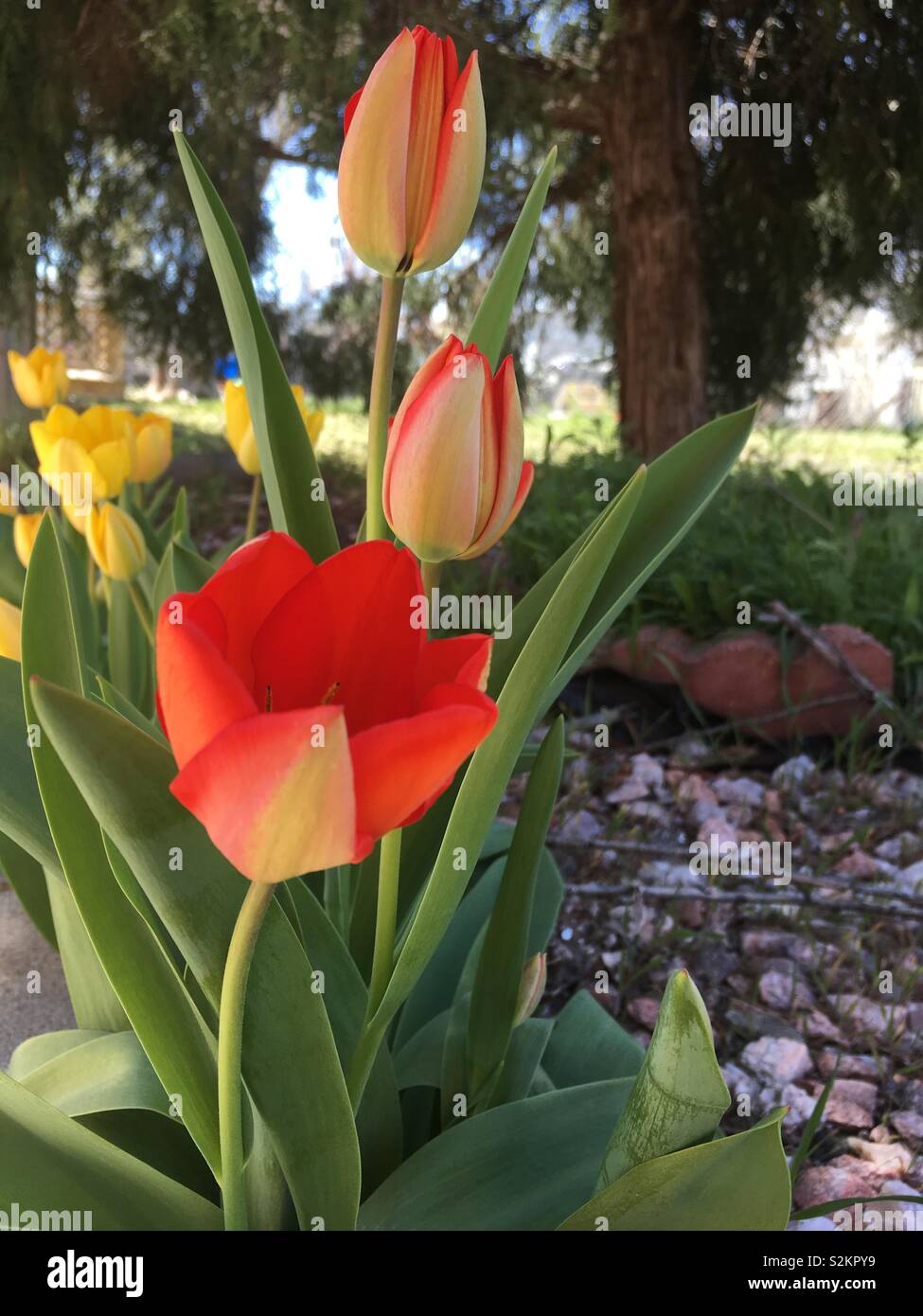 Beautiful spring flower Stock Photo - Alamy