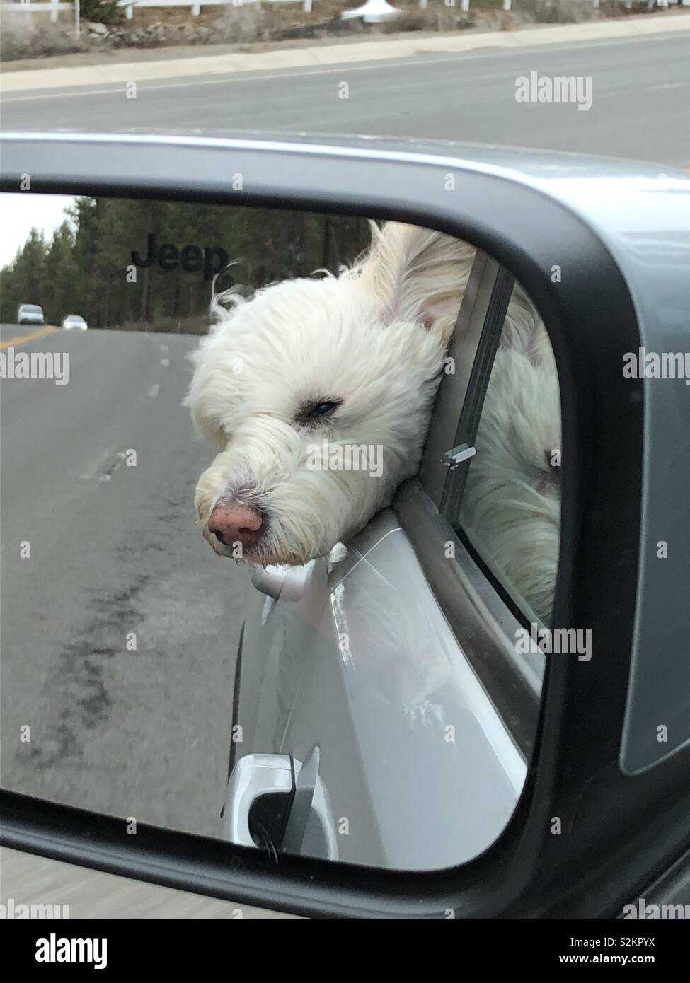 Dog with head out of car window wind hi-res stock photography and ...