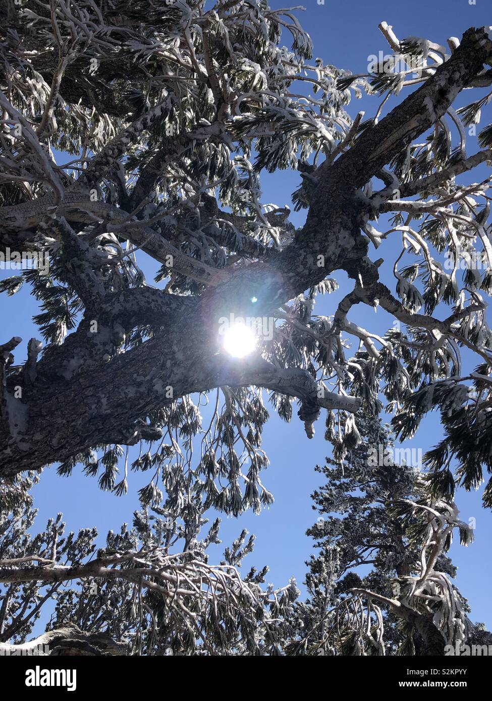 Peeking through the tree hi-res stock photography and images - Alamy