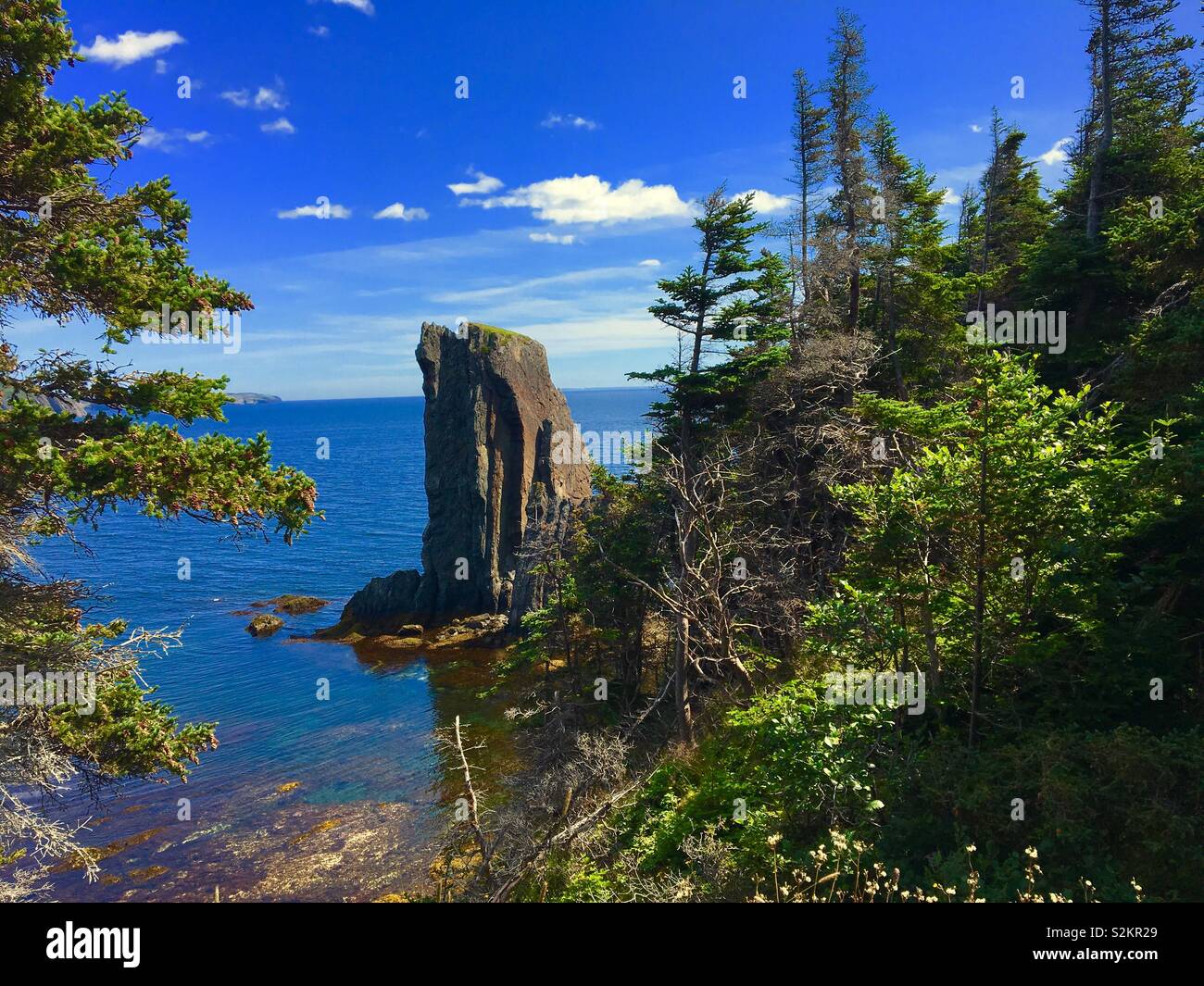 Trees newfoundland canada hi-res stock photography and images - Alamy