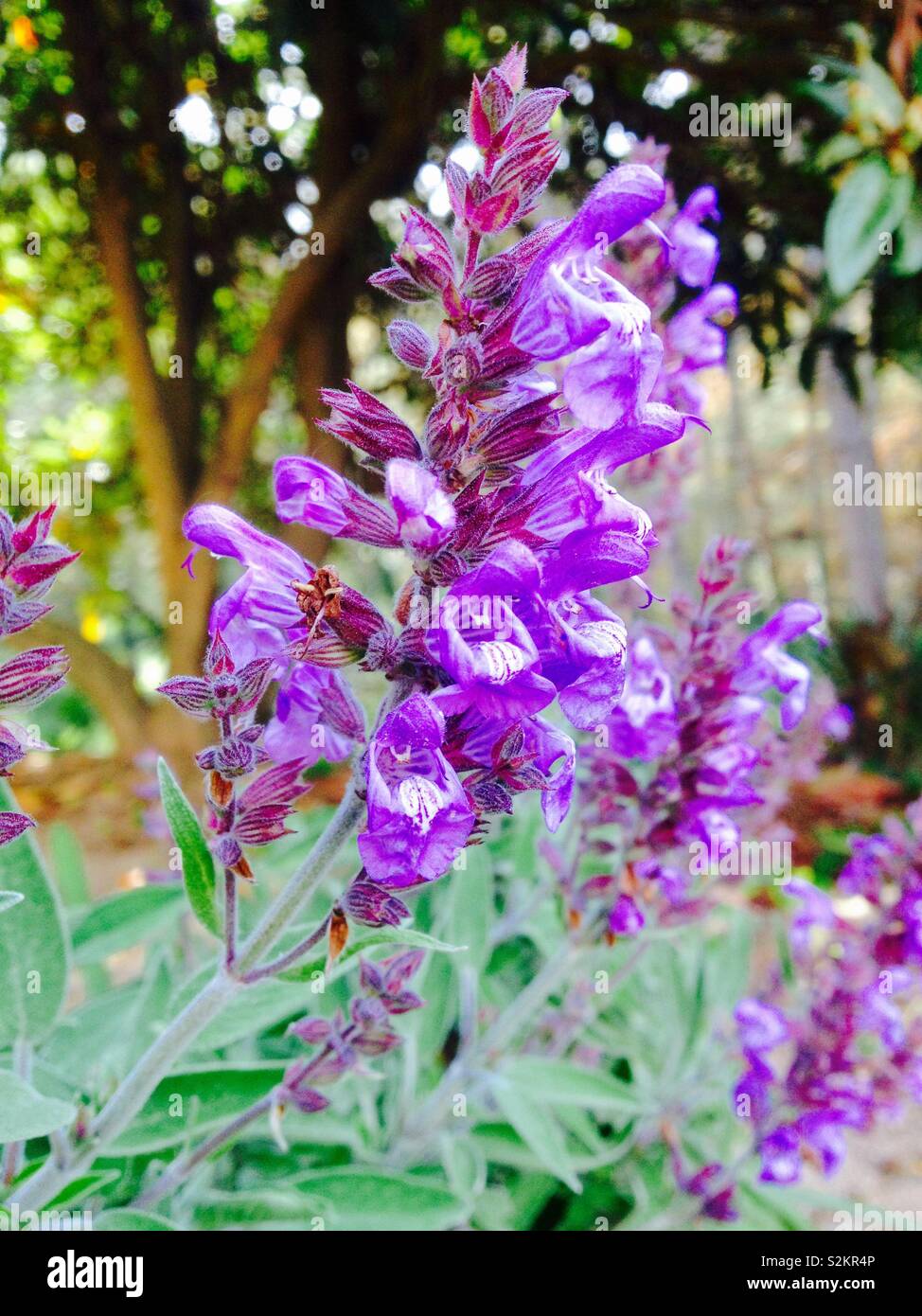 Common Sage (Salvia officinalis) Flowers closeup Stock Photo - Alamy