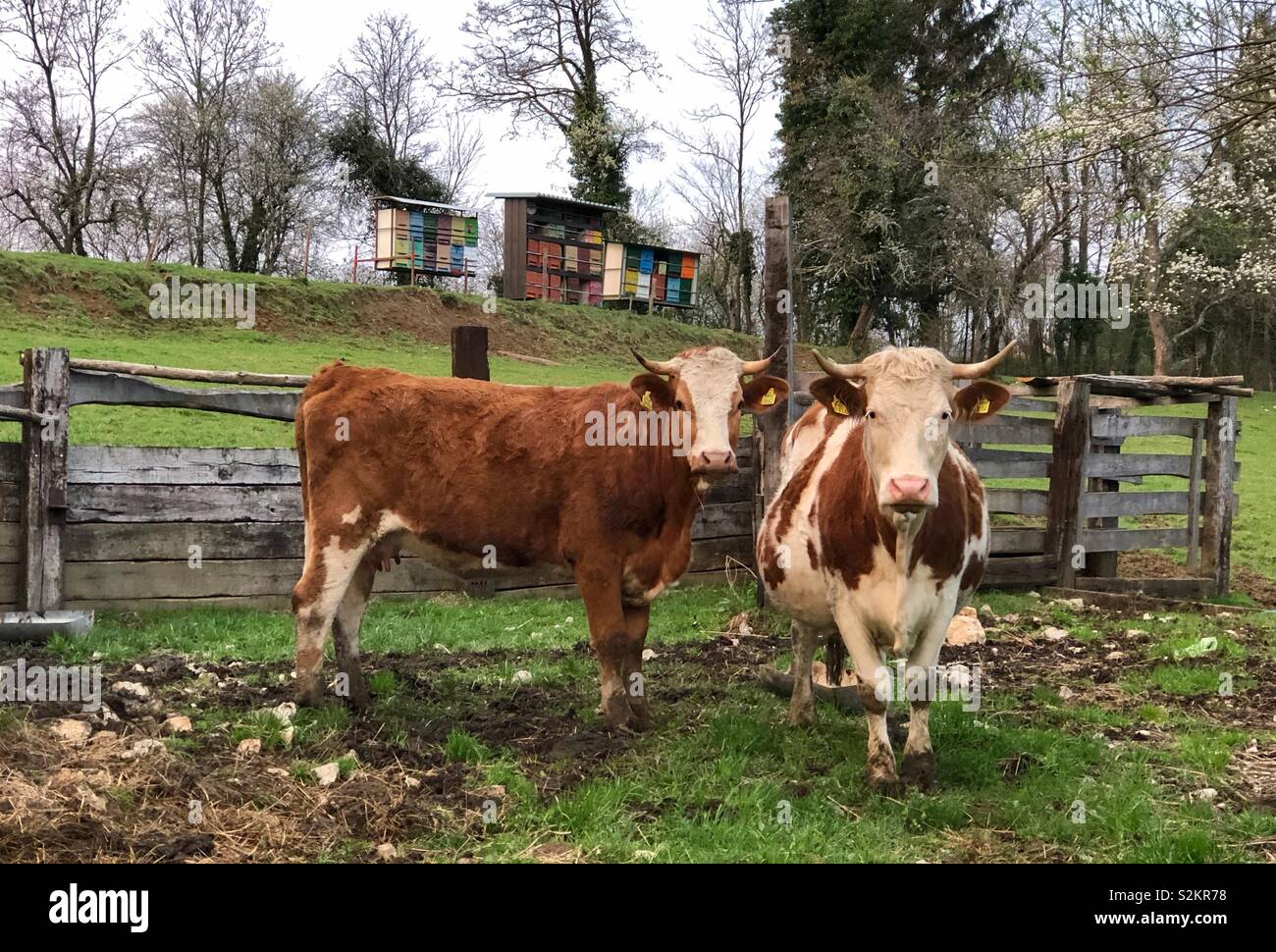 Cows on farm agriculture farm smartphone stock photos and images - Alamy